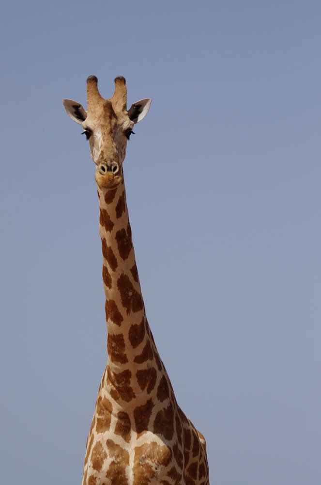 Genes Hold The Giraffe s Head Up High Answers In Genesis Genes Hold The Giraffe s Head Up High Answers In Genesis