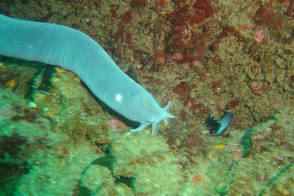 Hagfish Eyes Debunks Claim Eye Evolution Answers In Genesis Hagfish Eyes Debunks Claim Eye Evolution Answers In Genesis