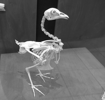 Did Dinosaurs Evolve into Birds? | Answers in Genesis