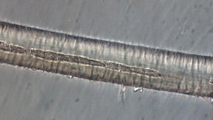Designed Distinctions in a Single Strand of Hair | Answers in Genesis
