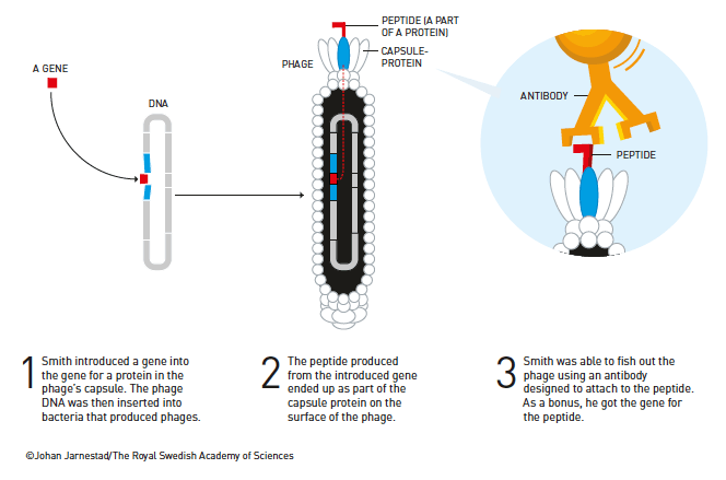 Directed Evolution | Answers in Genesis