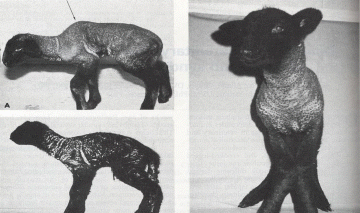 The Effect of Mutations Down on the Farm | Answers in Genesis