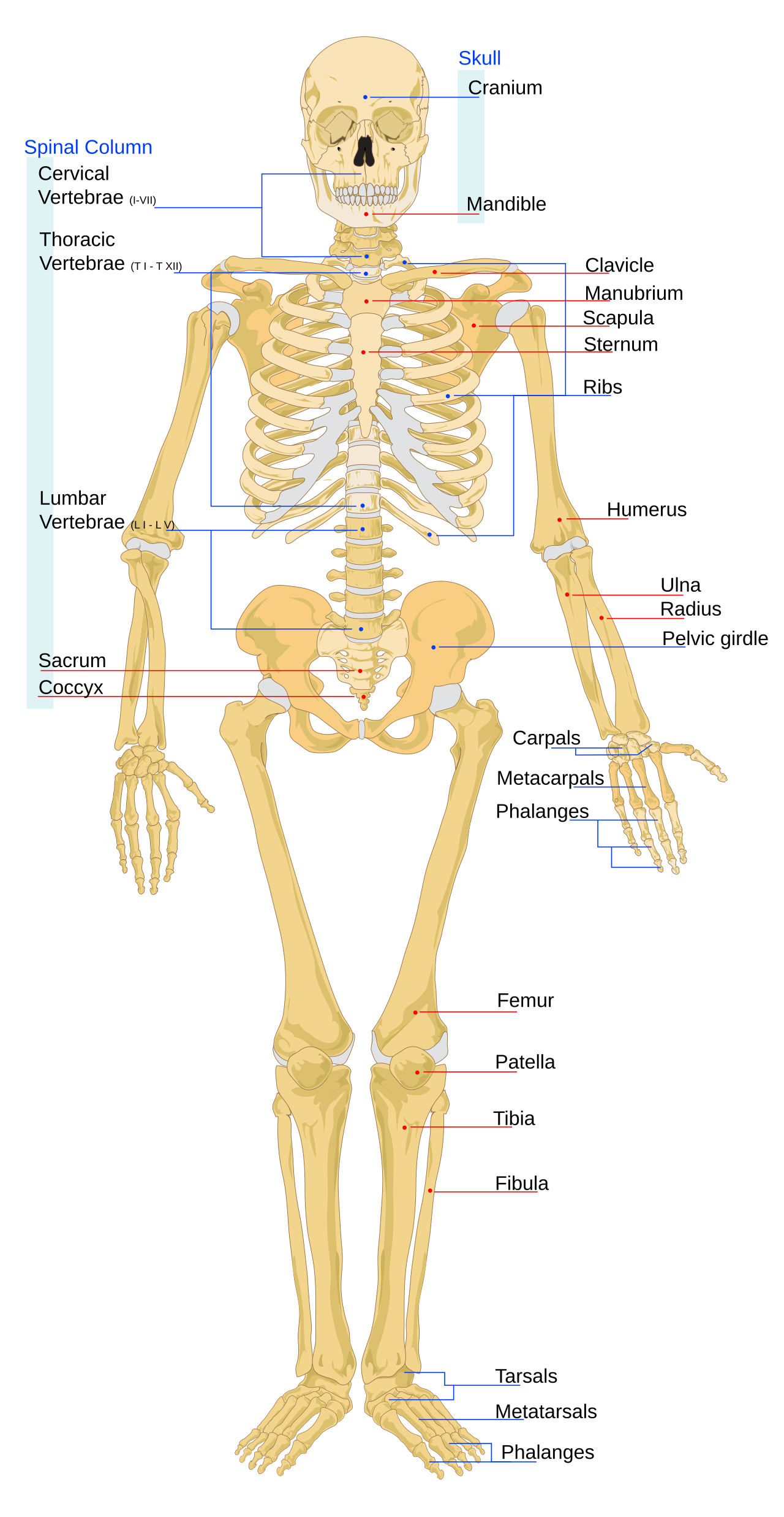 God’s Design in Bones: Identifiable and Purposeful