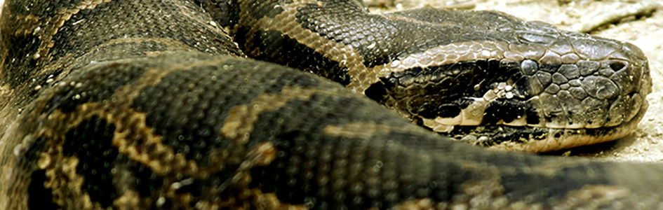Anaconda