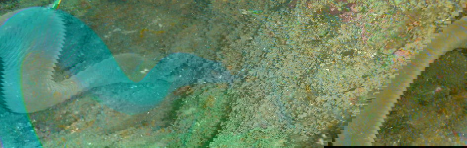 The Hagfish in the Room