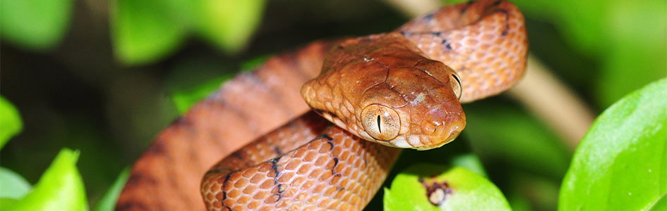 Brown Tree Snakes