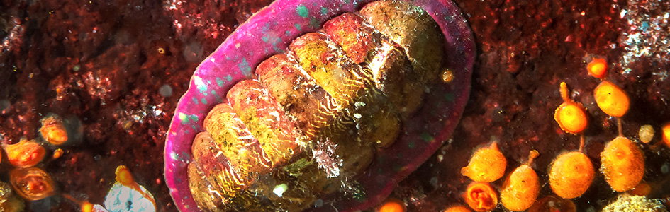 Chiton