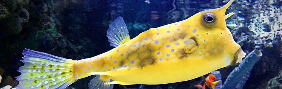 Longhorn Cowfish