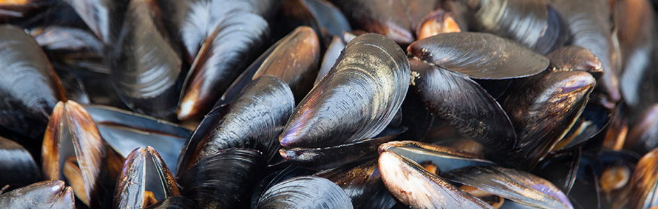 Common Mussel