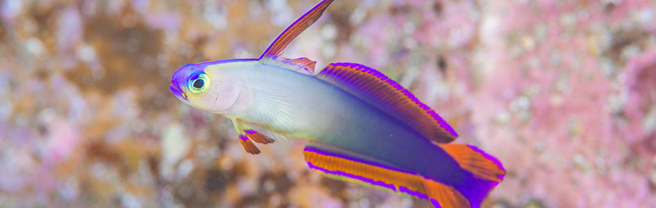 Purple Firefish