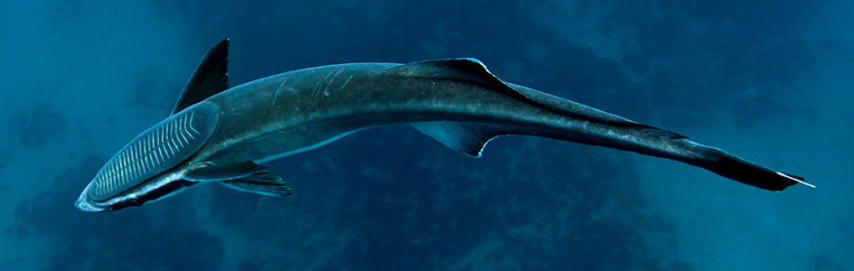 Remora | Kids Answers