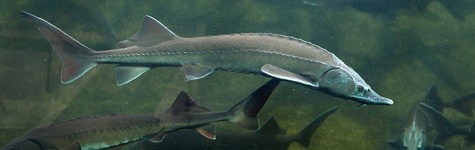 Sturgeon