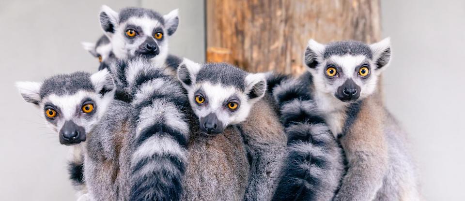 Madagascar—Home of the Lemurs!