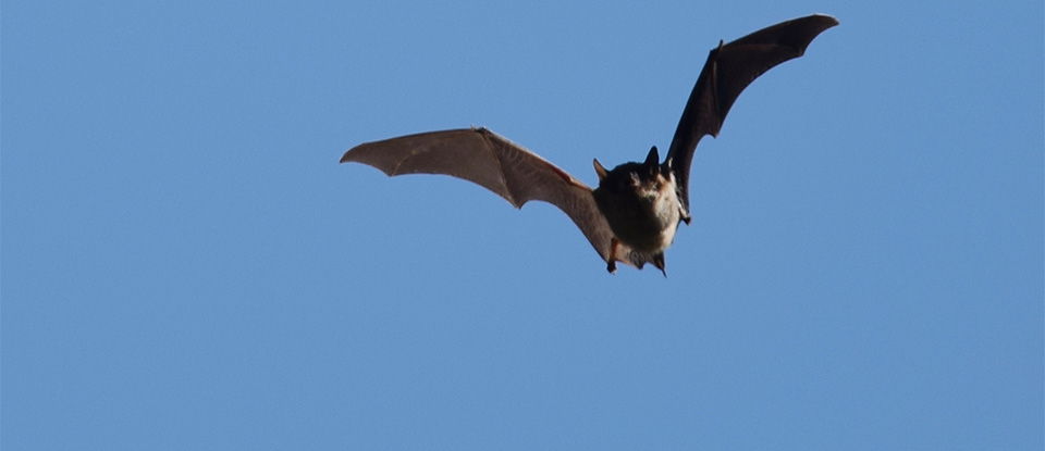 Bat