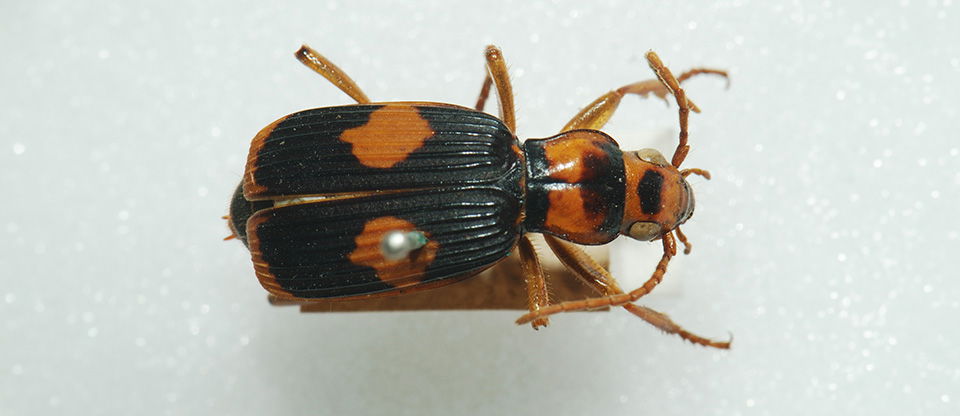 Bombardier Beetle