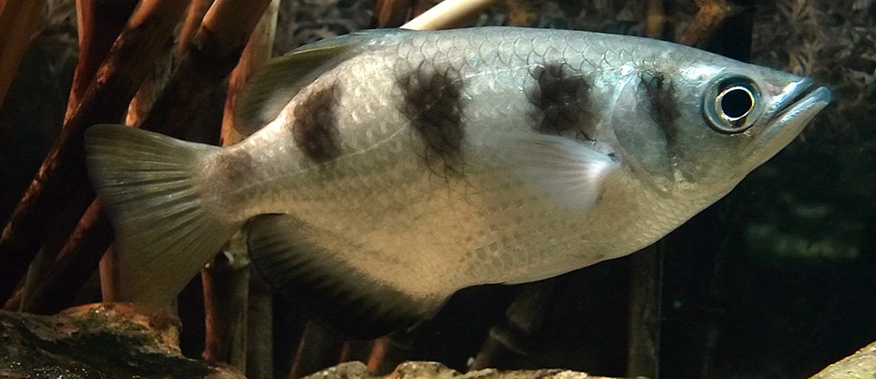 Archerfish
