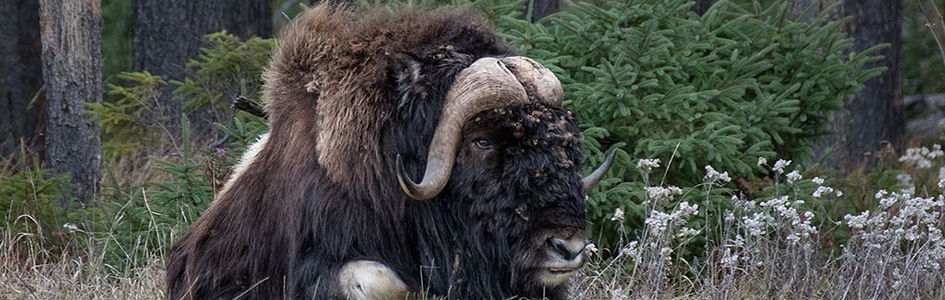 Musk Ox
