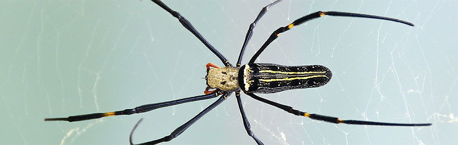 Spiders Wield Intelligent Tools