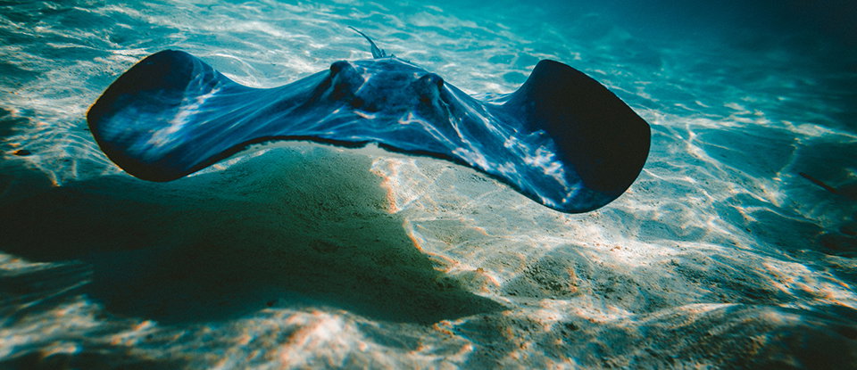 Stingrays—Built for Speed
