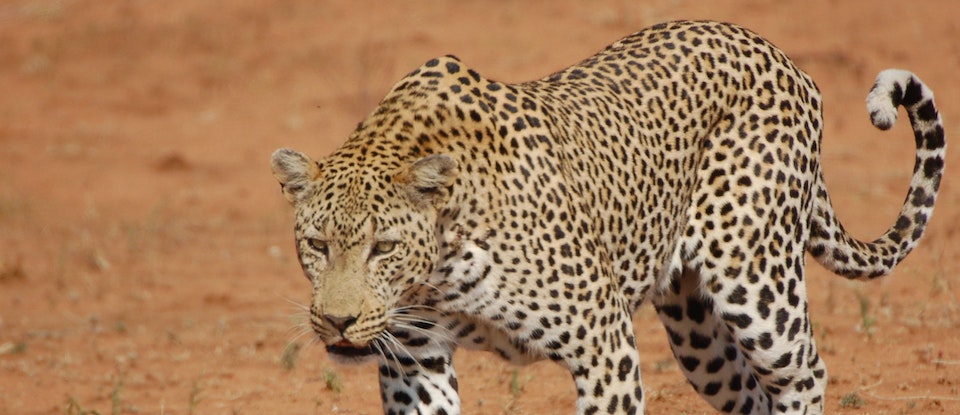 Leopard