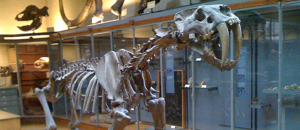 Kids Feedback: Are Saber-Toothed Cats Real?