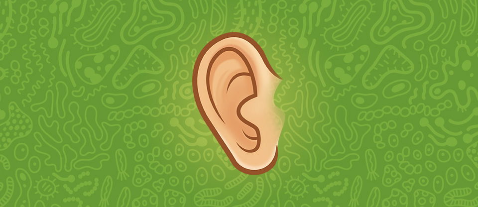 Ear