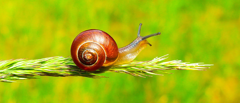 Why Do Snails Leave Trails of Slime?