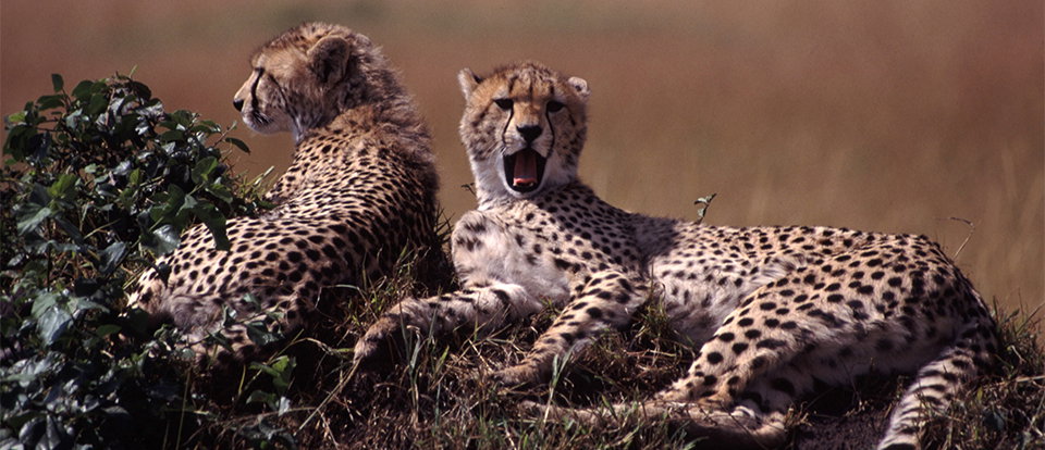 Cheetah