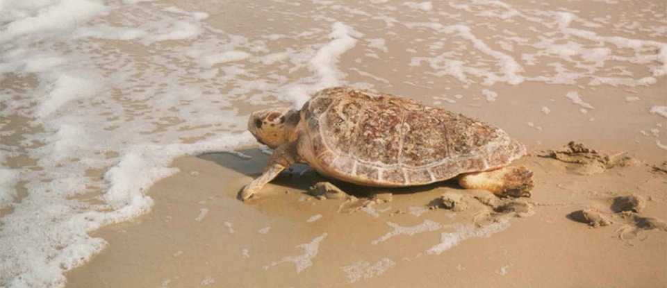 Loggerhead Sea Turtle