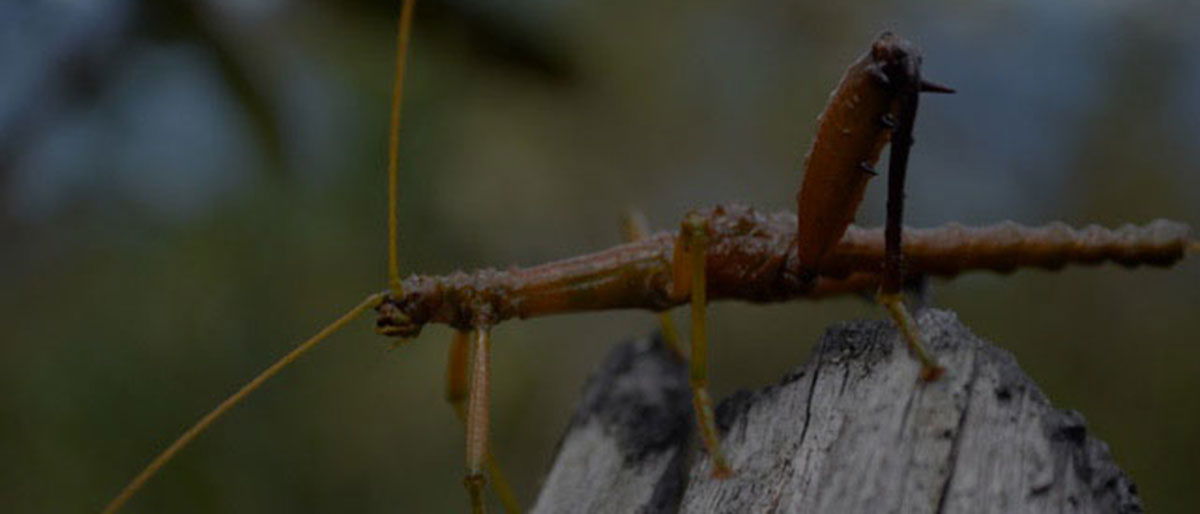 Creeping Crawling Critters