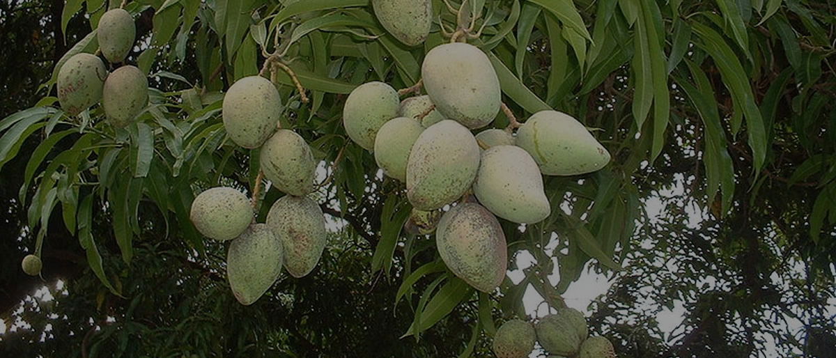 Mango Season