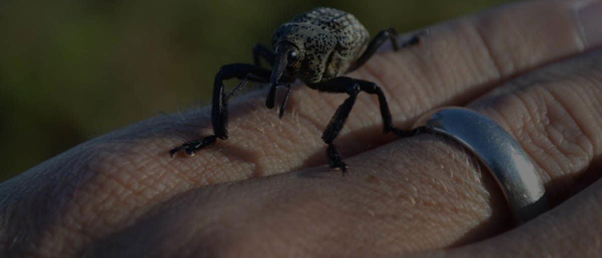 Why We Collect Insects