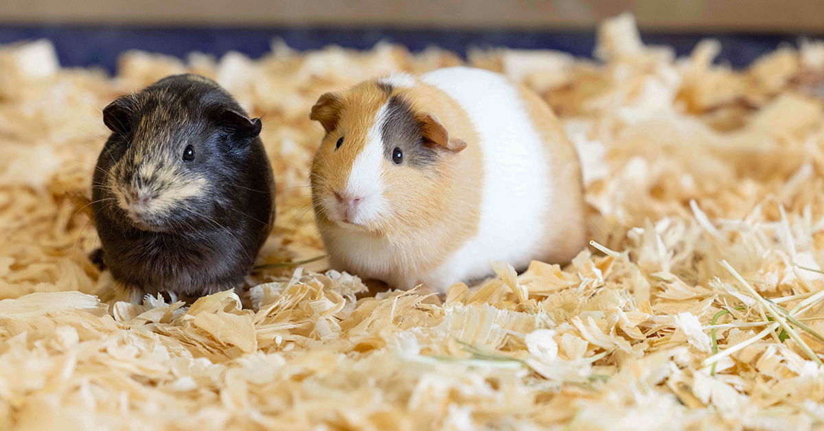 Zoo Update: Come and Meet Our “Muddle” | Answers in Genesis