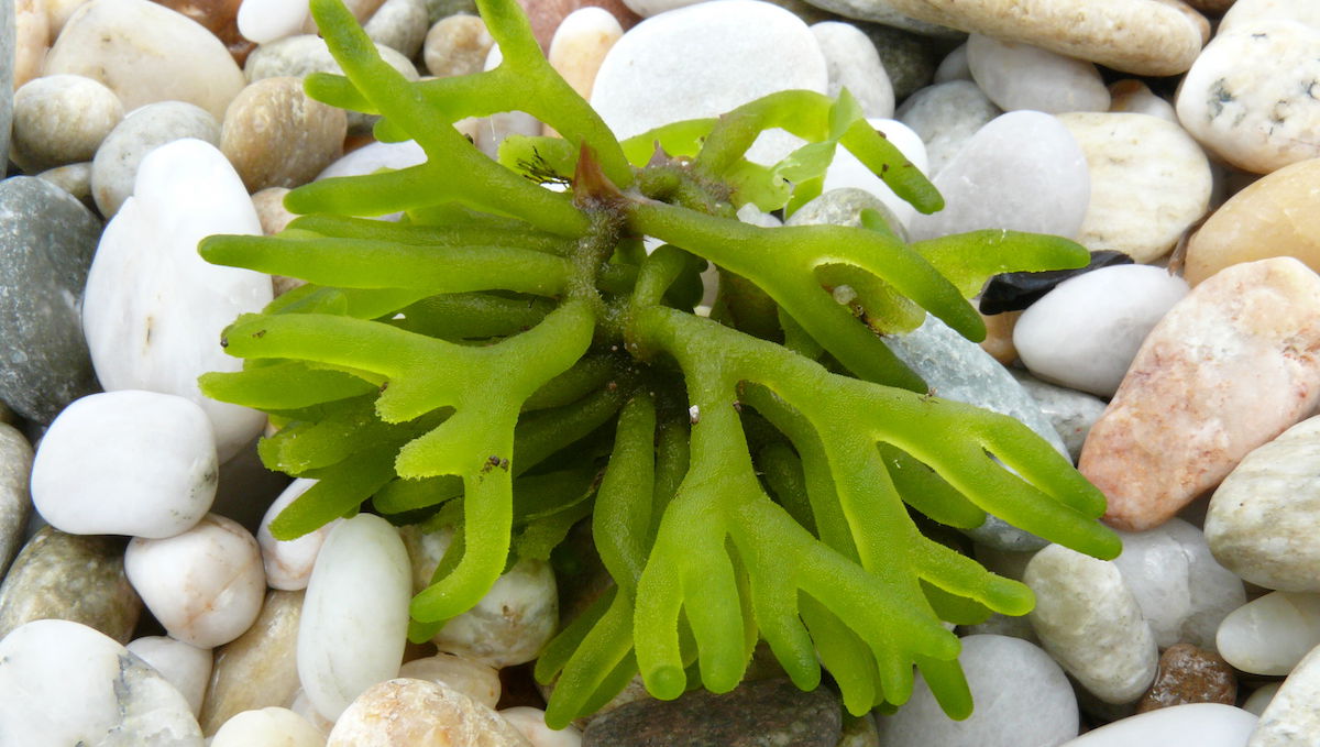 Half a Billion Years, Five Mass Extinctions, and No Evolution ...