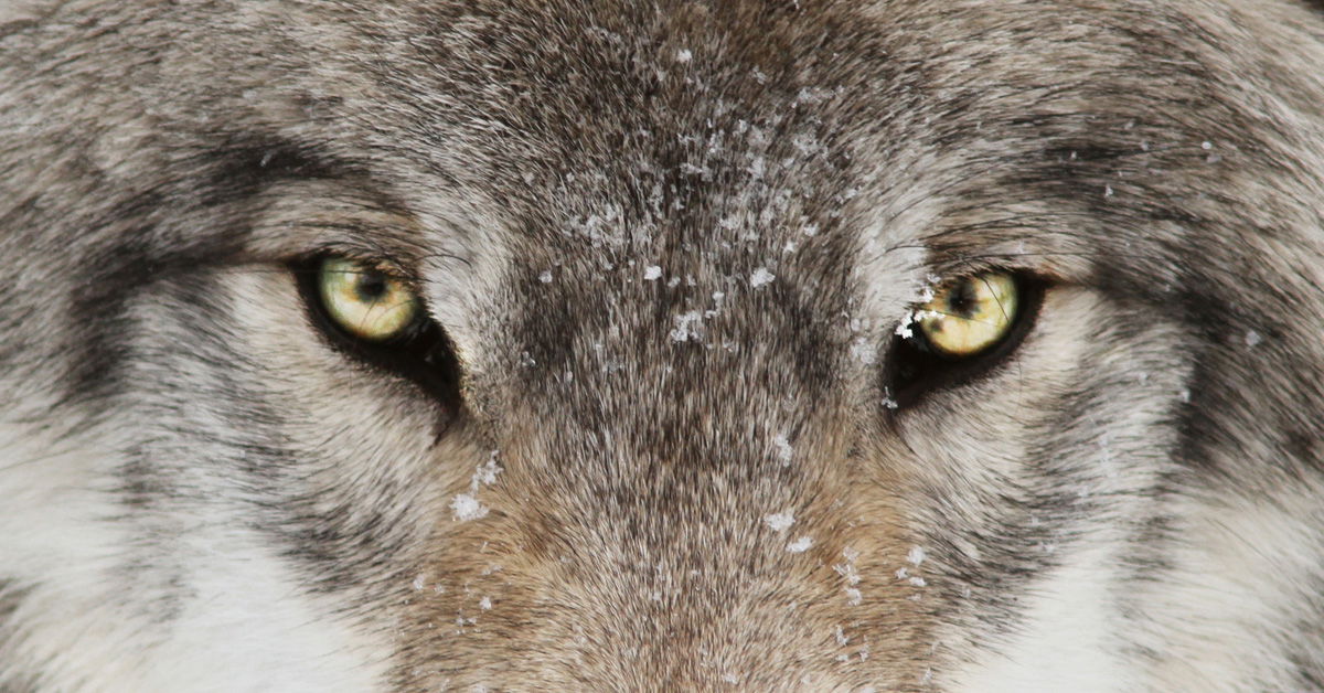 Wolves—Strength of the Pack | Answers in Genesis