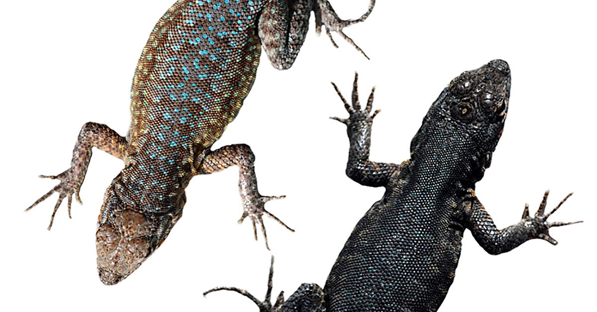 Lizards on Lava | Answers in Genesis