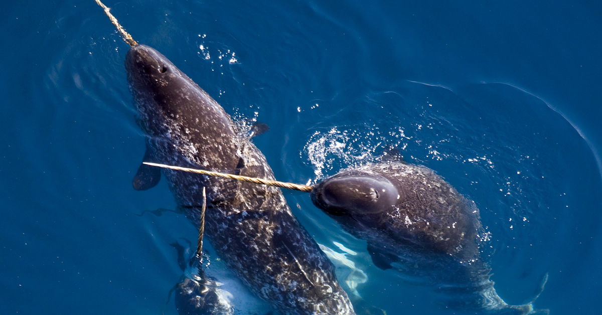 Narwhal—Unicorn of the Sea | Answers in Genesis