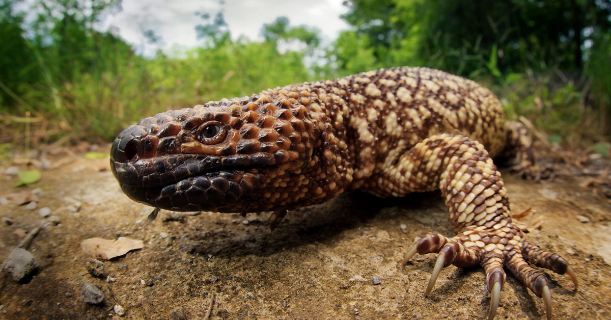 Lethal Lizards | Answers in Genesis