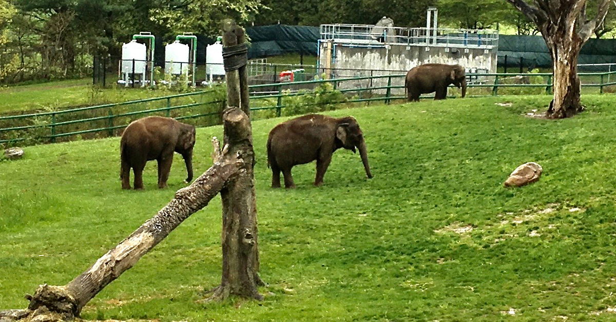 Activists Happy to Give Elephant Human Rights