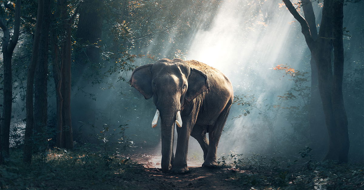 Living Large | Answers in Genesis