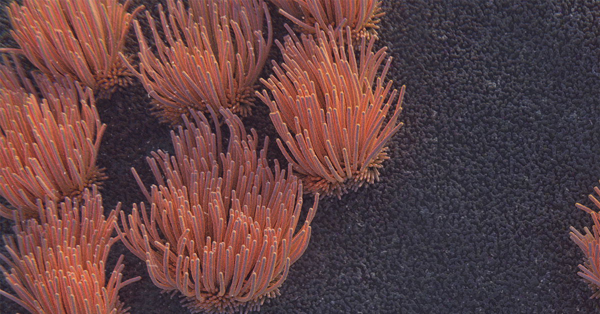 The Motors That Move Us | Answers in Genesis