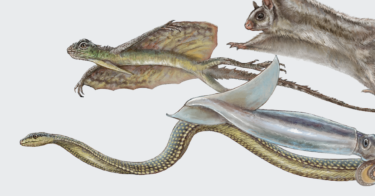 Faux Flyers | Answers in Genesis