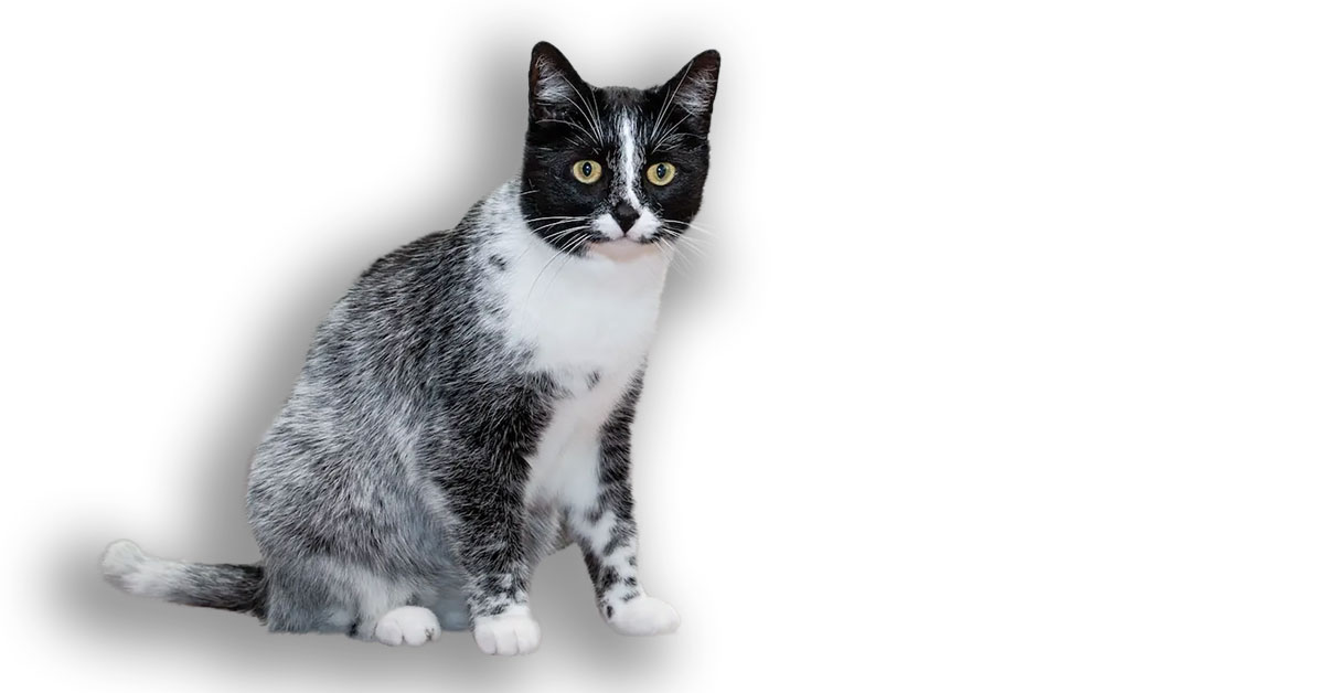 A Cat of a Different Color | Answers in Genesis