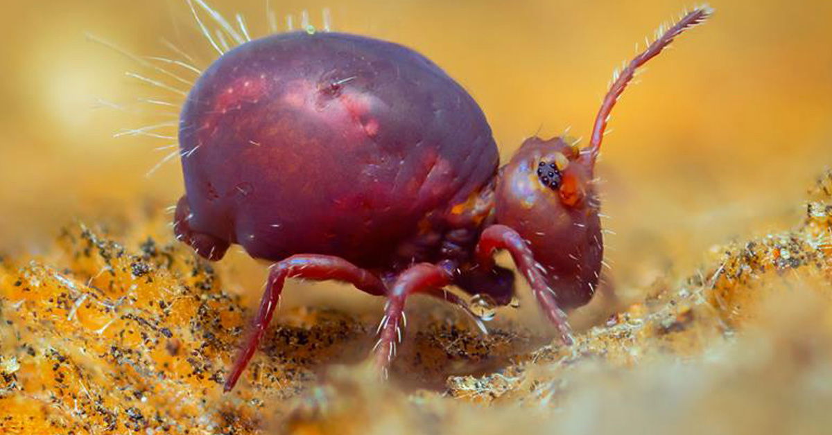 Springtails: The Flip Side