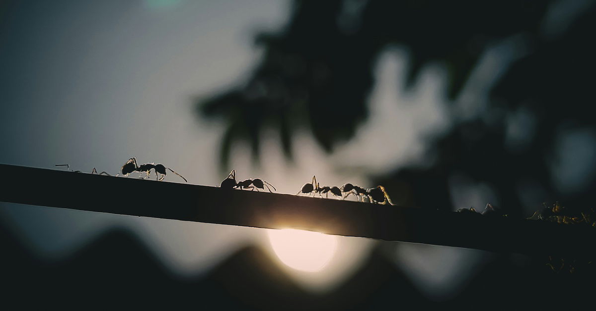 “Almost Impossible to Believe”: Interspecies Cloning Seen in Ants ...