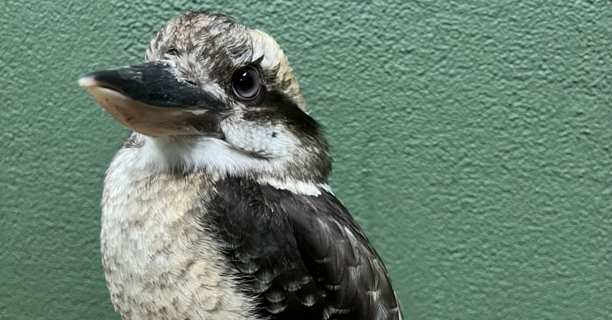 My Favorite Bird Is Now at the Ark Encounter | Answers in Genesis