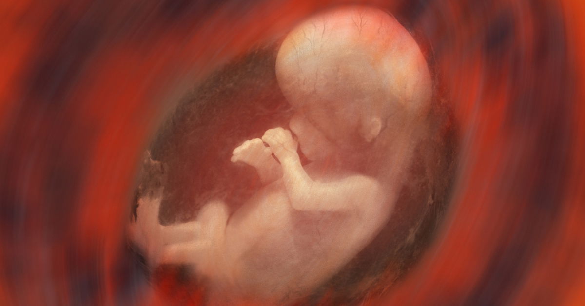 Artificial Mouse Wombs—a Great Good or a Great Evil? | Answers in Genesis