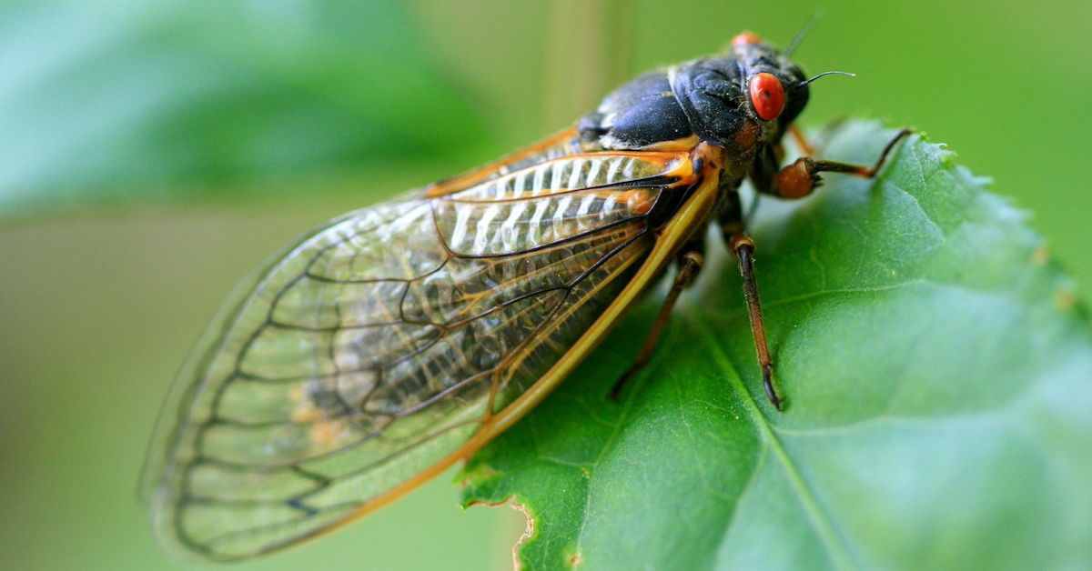 Why Do Cicadas Live Underground for So Long?