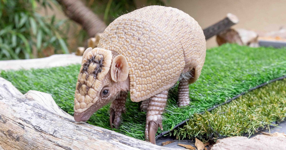 Molecular and Morphological Baraminology of Xenarthra | Answers Research Journal