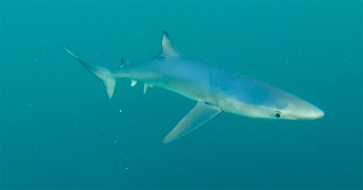 New Study: Blue Sharks Can Change Color | Answers in Genesis